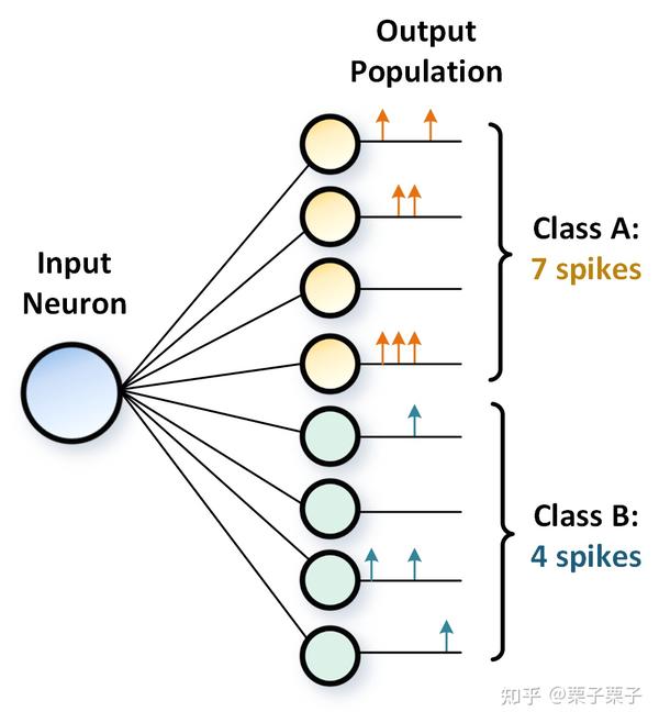 白话脉冲神经网络（9）：脉冲神经网络中的种群编码（Population Coding） - 知乎