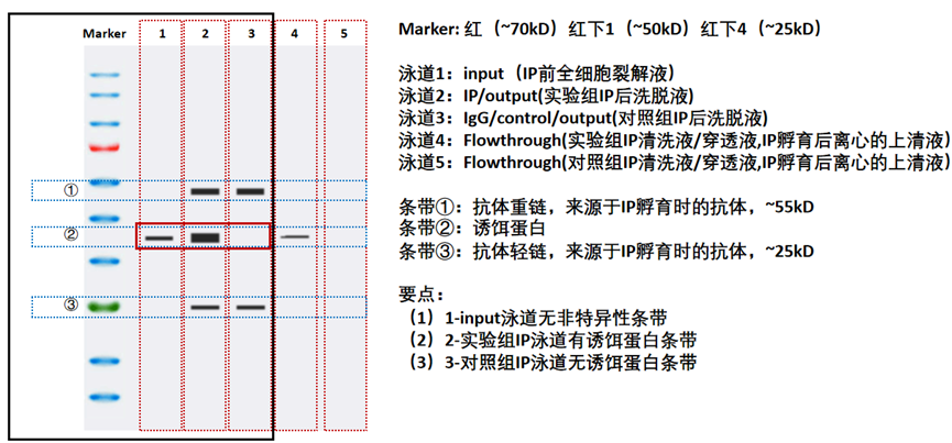 一文读懂 | IP-WB的实验流程和结果解析 - 知乎