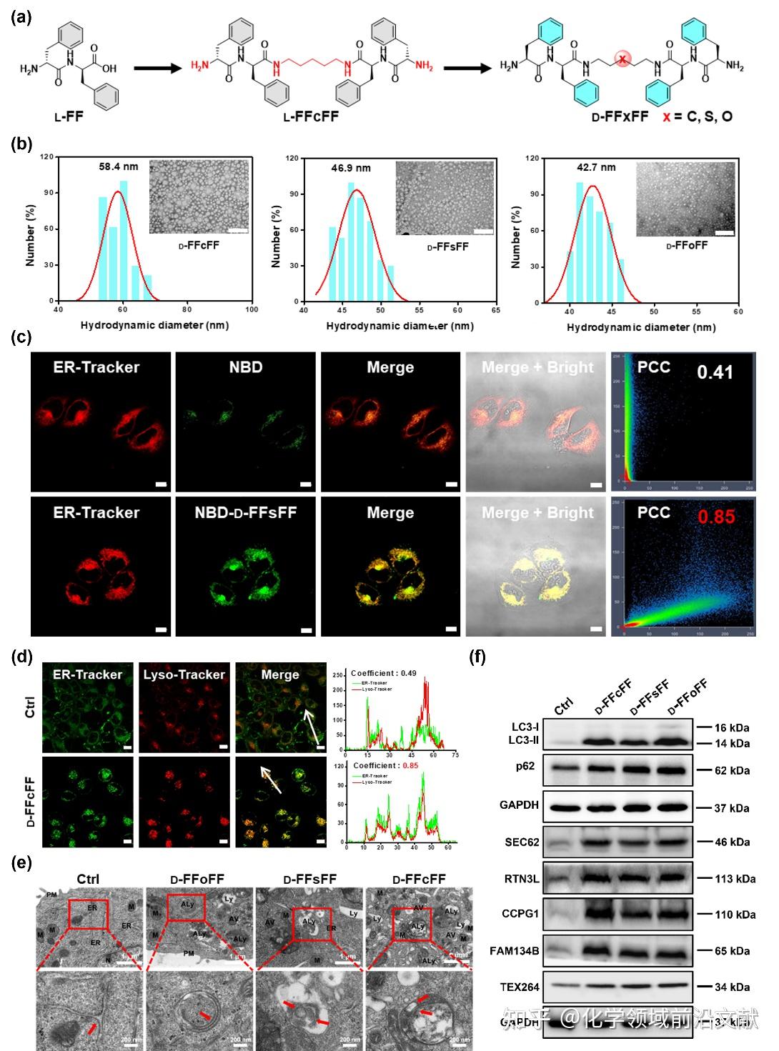 南京大学郭子建院士/陈韵聪/何卫江团队Angew：短肽自组装诱导特异性内质网自噬并激活焦亡用于增强肿瘤免疫治疗 - 知乎