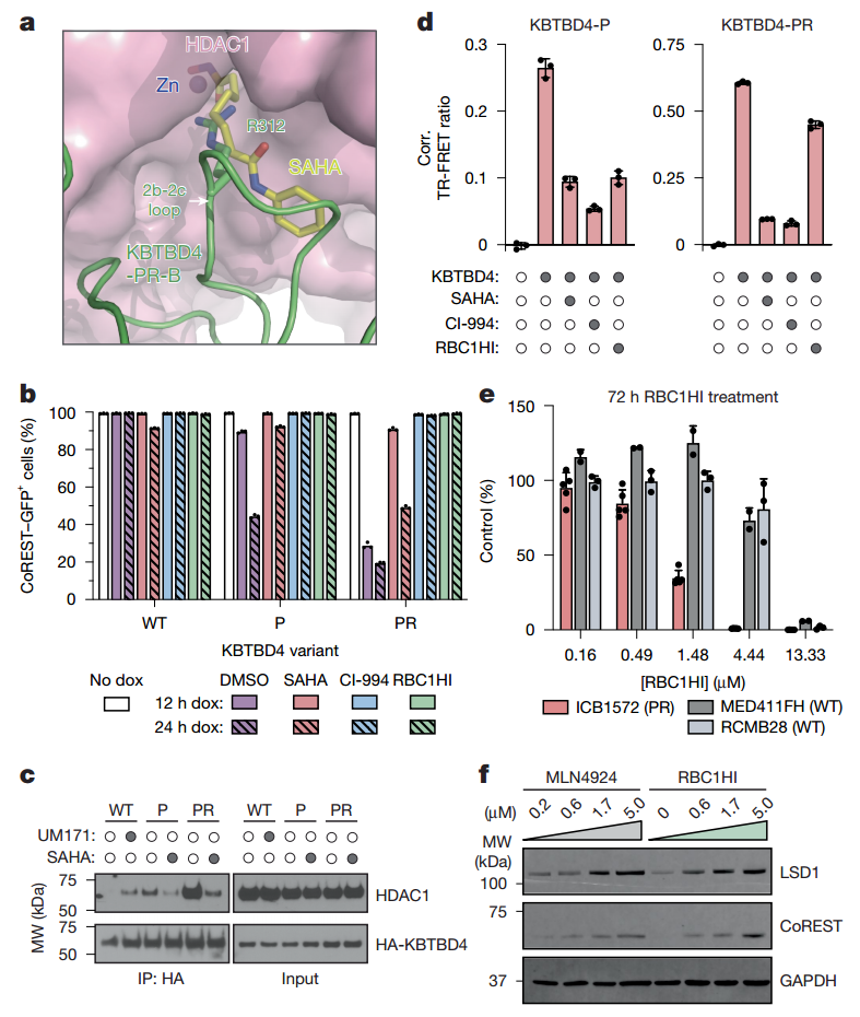 Nature背靠背 | 冷冻电镜揭示UM171 的分子胶作用机制及与癌症遗传突变的惊人相似性 - 知乎