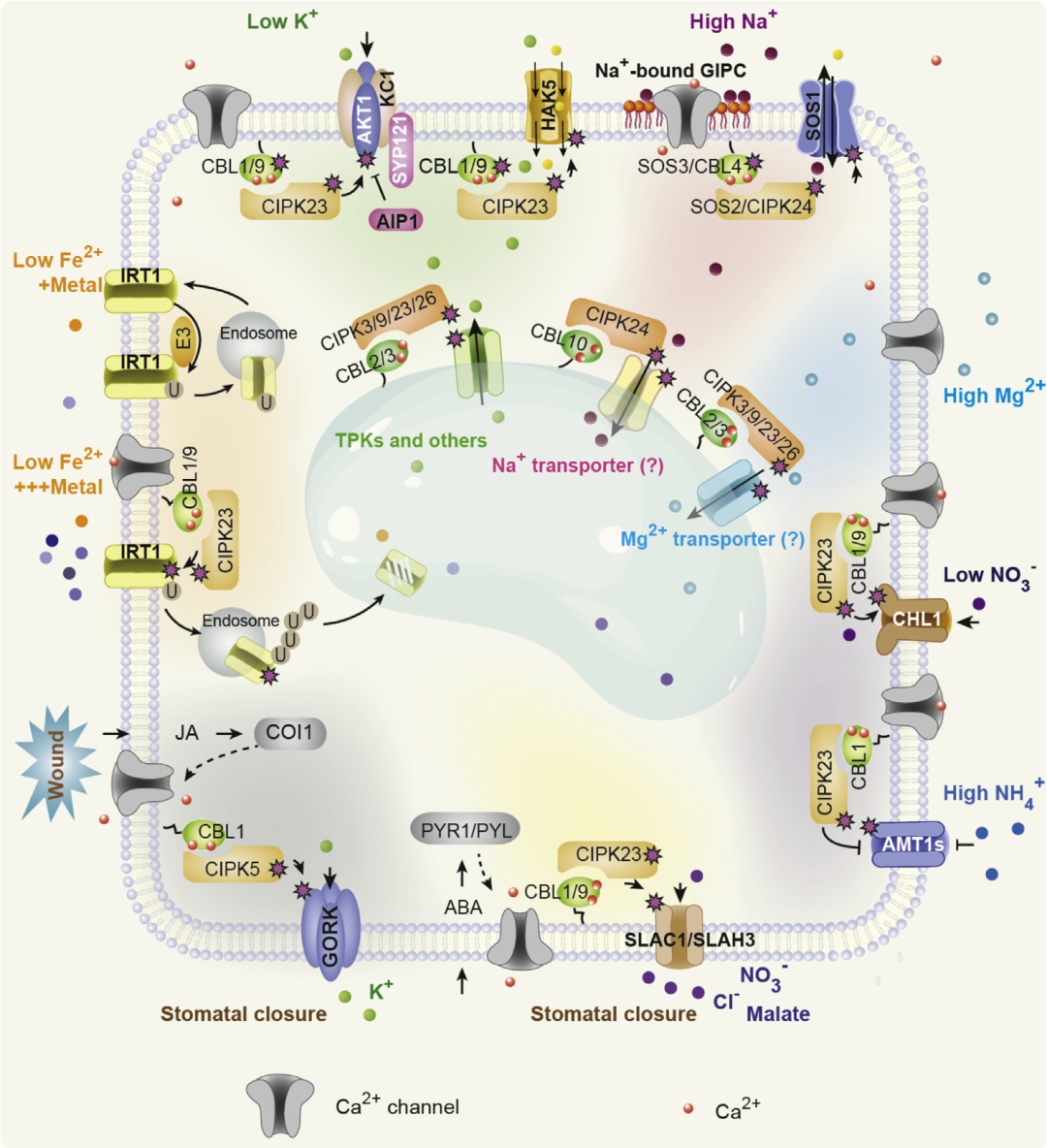 第二信使——钙离子（一） - 知乎