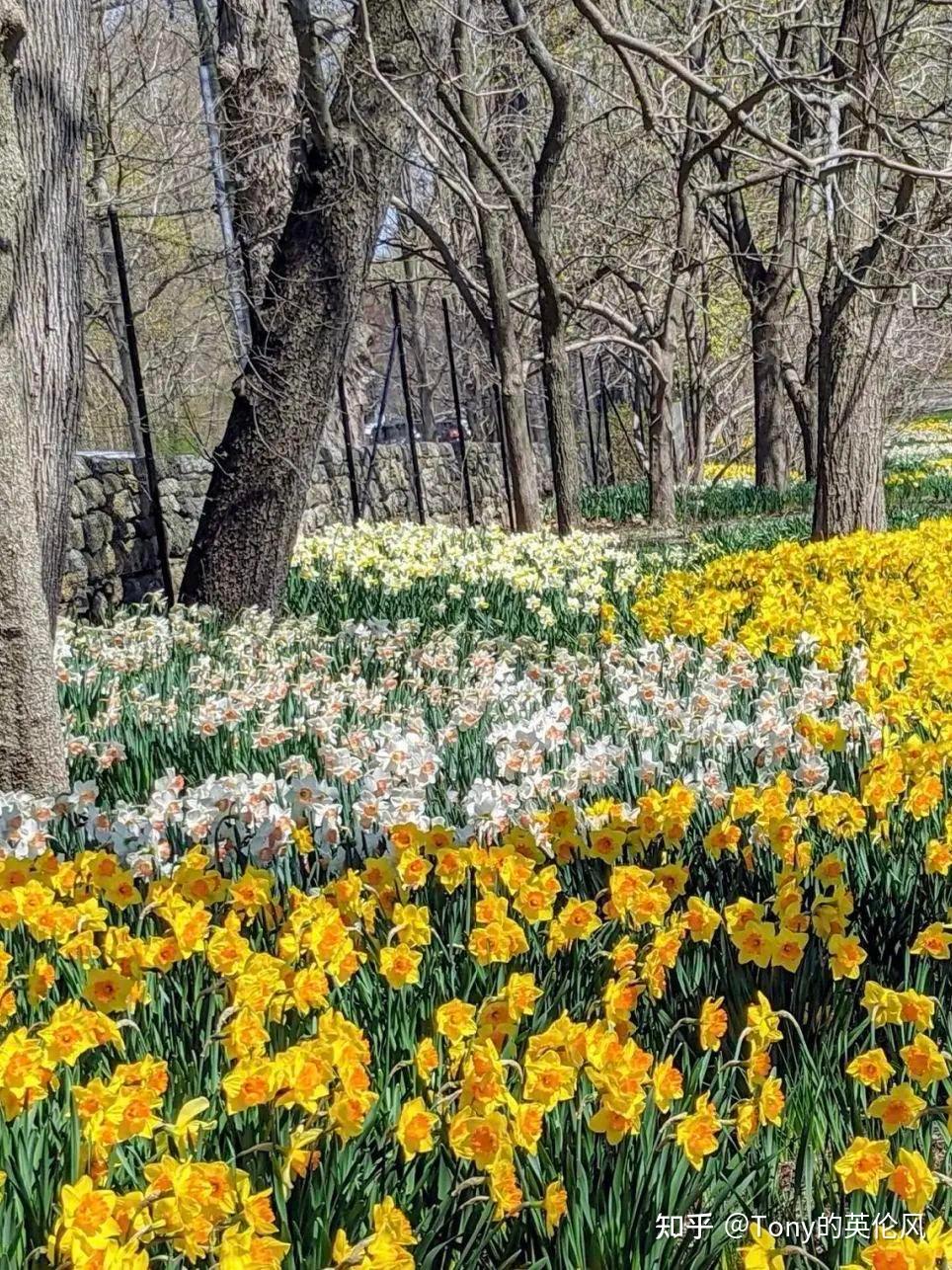 英文诗歌赏析—I Wandered Lonely as a Cloud - 知乎