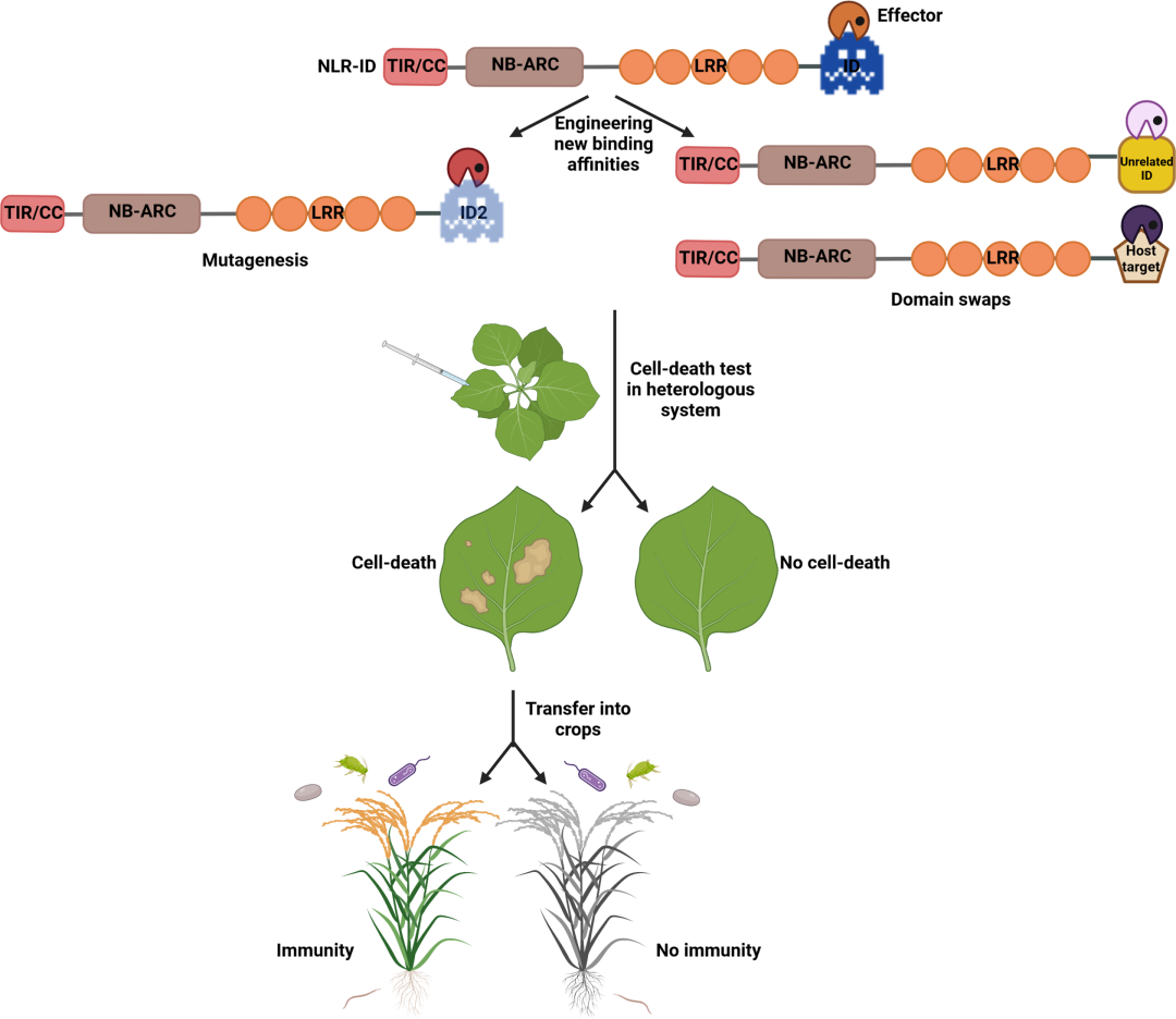 Essays Biochem | 植物中含有整合结构域ID的NLR（NLR-ID）作用模式综述 - 知乎