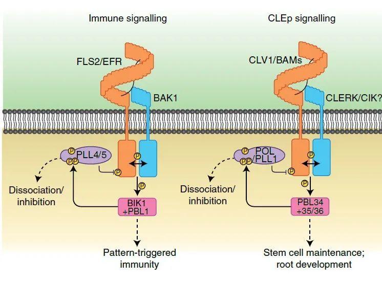 Nature Plants | 一个调控植物免疫与发育的保守受体激酶信号调控模块 - 知乎