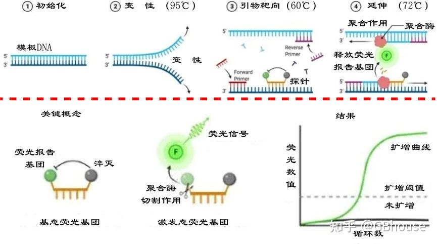qRT-PCR引物设计的一般准则及引物设计实操 - 知乎