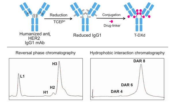 回顾“神药T-DXd（DS-8201）”的研发历程 - 知乎