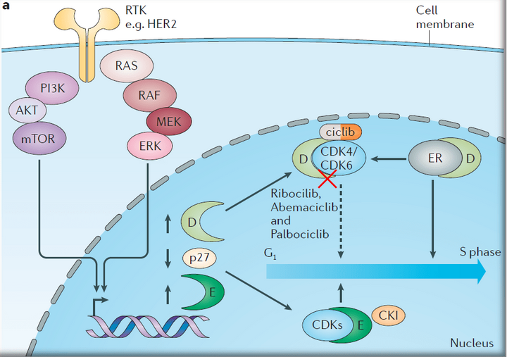 【专家访谈】新数据指导HR+/HER2-乳腺癌中CDK4/6抑制剂的选择 - 知乎