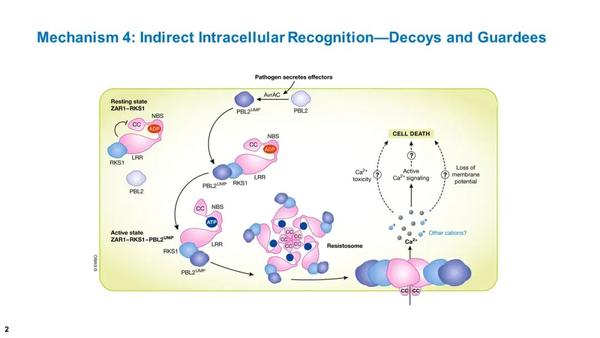 Essays Biochem | 植物中含有整合结构域ID的NLR（NLR-ID）作用模式综述 - 知乎