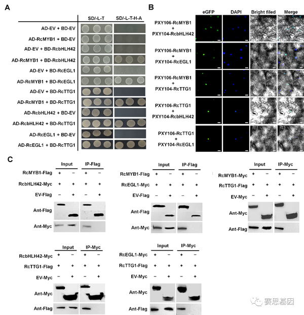【Hortic Res】MYB转录因子RcMYB1在玫瑰花青素的生物合成中起着核心作用 - 知乎
