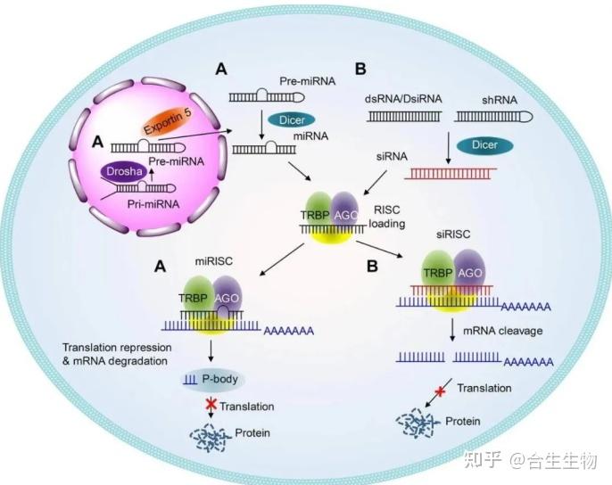 siRNA转染实验步骤及实验要点（附不同培养板转染体系参考） - 知乎