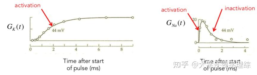 神经元细胞膜模型：Hodgkin-Huxley Model - 知乎