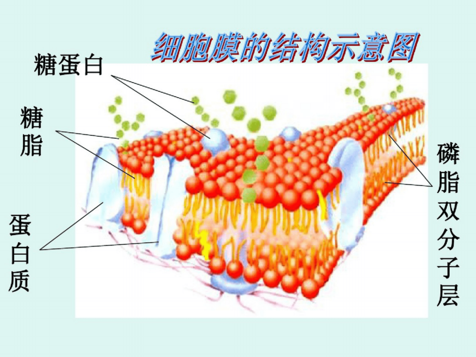 磷脂酰丝氨酸是否有效？是否有副作用？ - 知乎