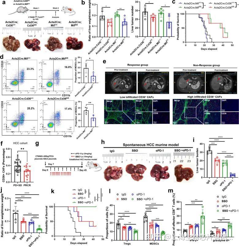 IF 38 | CD36+癌相关成纤维细胞通过分泌巨噬细胞迁移抑制因子为肝细胞癌提供免疫抑制微环境 - 知乎
