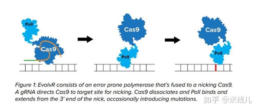 基于CRISPR系统的EvolvR定点突变方法 - 知乎