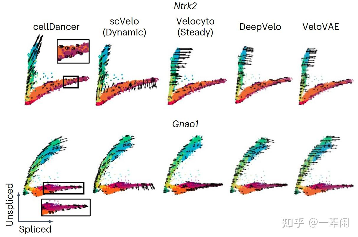 CellDancer：揭示单细胞转录动态异质性的接力速度模型 - 知乎