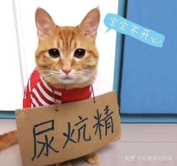 猫咪乱尿, 必然事出有因! 知乎
