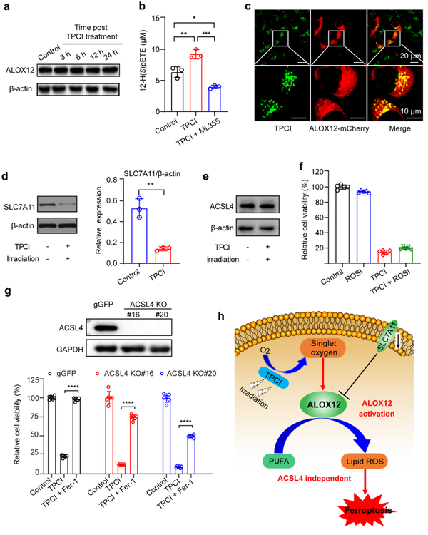 CDD︱罗亮/张佩景/王修霞团队发现同时靶向多个细胞器光敏剂能够通过激活ALOX12诱导肿瘤细胞发生ACSL4非依赖性的铁死亡 - 知乎
