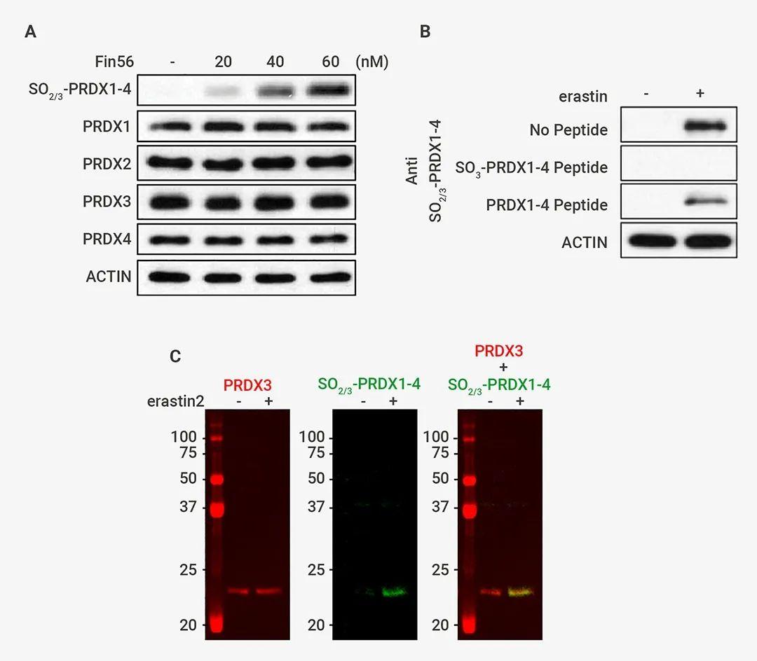 铁死亡 | 首个特异性标记物: Hyperoxidized PRDX3 - 知乎