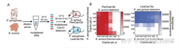 海博特CRO带你了解CRISPR在食源性致病菌检测中的应用 - 知乎