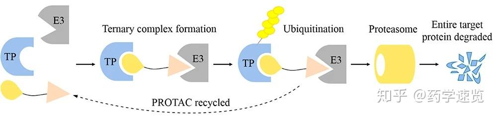 protac简要介绍 - 知乎