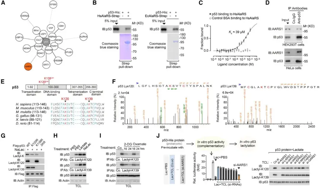 Cell | 苏州大学周芳芳：AARS1介导p53乳酸化促进肿瘤发生新机制 - 知乎