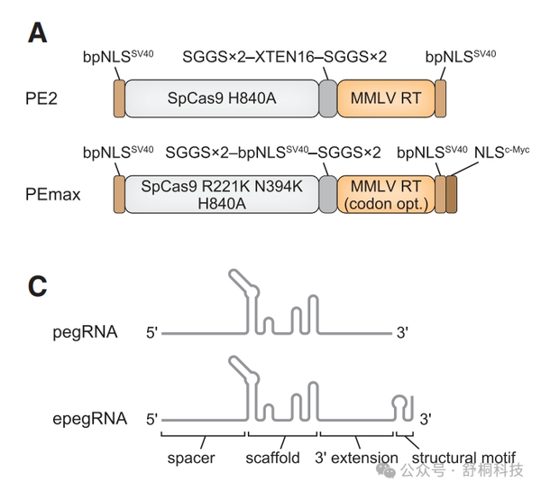 基因编辑之Prime editor的进阶历程 - 知乎
