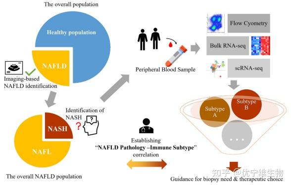 Systemic Immunity in NAFLD&NASH : Total Solution All in One - 知乎