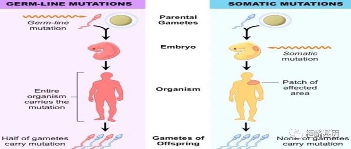 DNA 1. Germline Mutation Vs. Somatic Mutation 傻傻分不清楚 - 知乎
