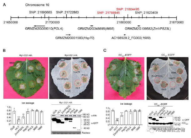 Plant Cell | 山东大学研究揭示调控玉米免疫受体介导的防御反应的新机制！ - 知乎