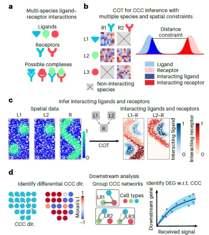 通过空间行为（optimal transport）推断空间细胞间通讯信号方向(COMMOT) - 知乎
