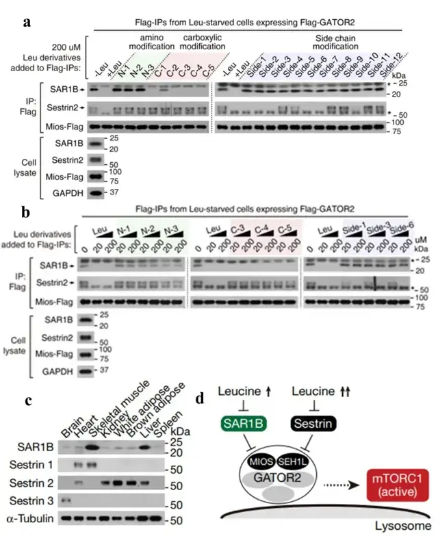 Nature论文详解：发现全新亮氨酸受体蛋白SAR1B，通过mTORC1调控肺癌发生 - 知乎