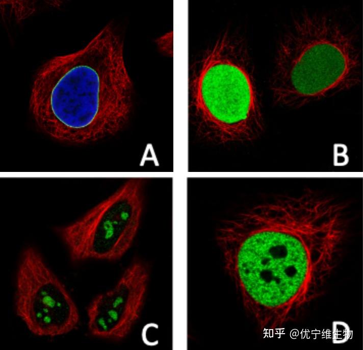 7大亚细胞结构染料怎么选？一文教会你 - 知乎