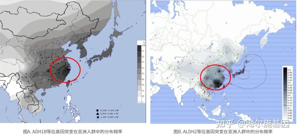 玩转Sanger测序仪丨专题七：ALDH2基因多态性检测 - 知乎