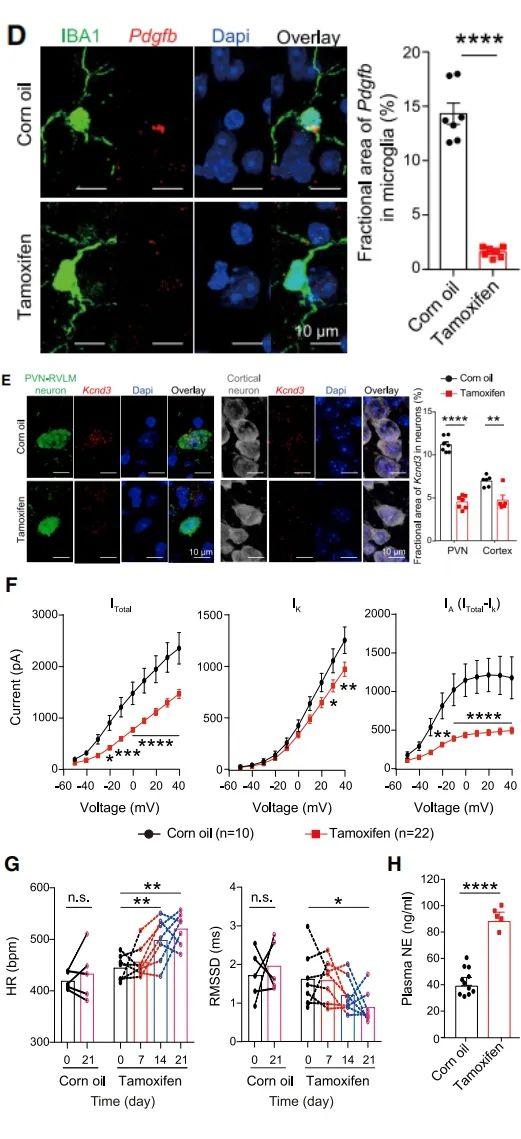 IF=43.47【客户文章】Immunity｜小胶质细胞调控交感神经兴奋性遏制高血压的机制研究 - 知乎