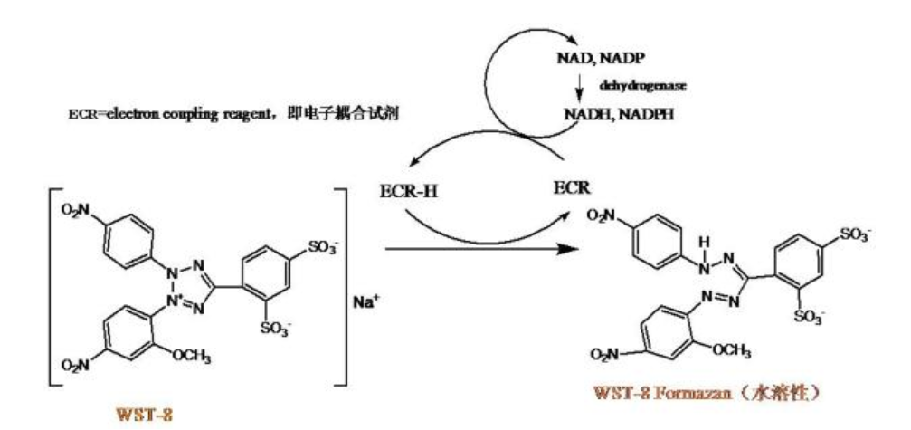 CCK-8 细胞活力检测的基本原理及综述 - 知乎