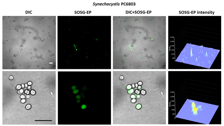 SOSG单线态氧荧光探针 - 知乎