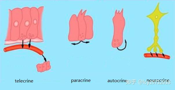 激素的一些相关概念 - 知乎