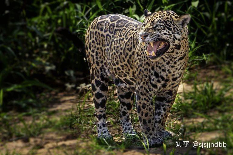 美洲豹能否战胜小亚种老虎? - 知乎