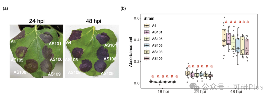 植物瞬时表达有救了！更强！更快的农杆菌新菌株AS109！效率远超GV3101、EHA105等传统菌株｜Pbj - 知乎