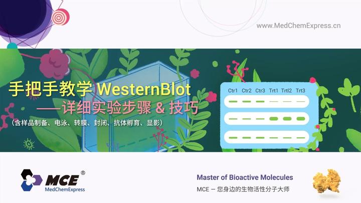 手把手教学 WB 实验详细步骤+技巧| MedChemExpress (MCE) - 知乎