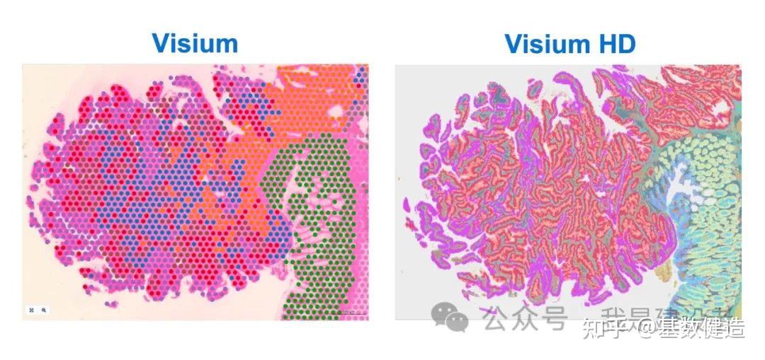 10x Genomics终于推出新的 Visium HD 平台！ - 知乎