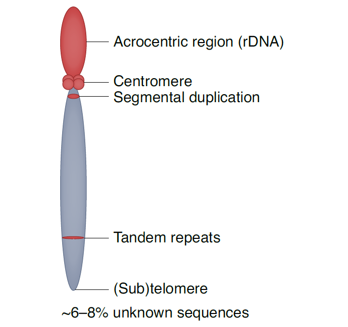 最新最全！10个物种的15篇T2T基因组文章汇总！ - 知乎