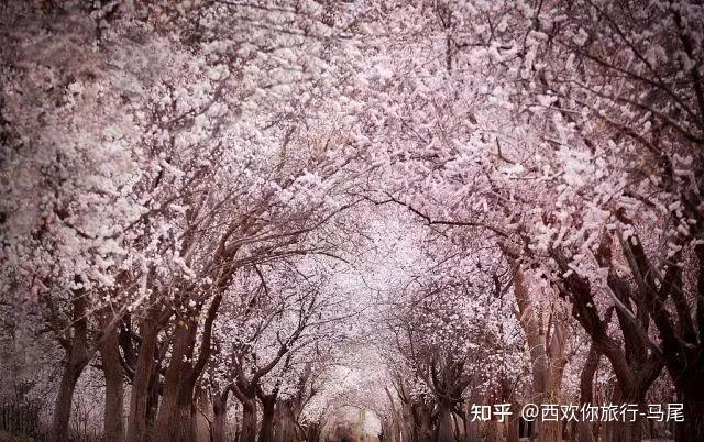 新疆杏花这么美，最全赏花攻略看这篇就足够了！ - 知乎