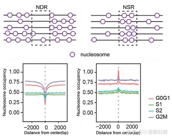 综述丨从NamiRNA视角解读肿瘤发生的表观遗传学机制 - 知乎
