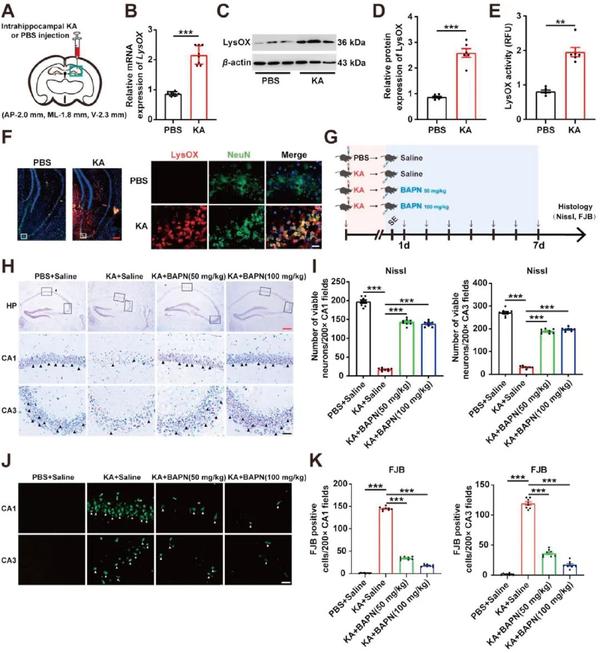 APSB | 湘雅毛小元/刘昭前·兰大金卫林教授等合作揭示铁死亡与癫痫脑损伤之间的分子机制 - 知乎