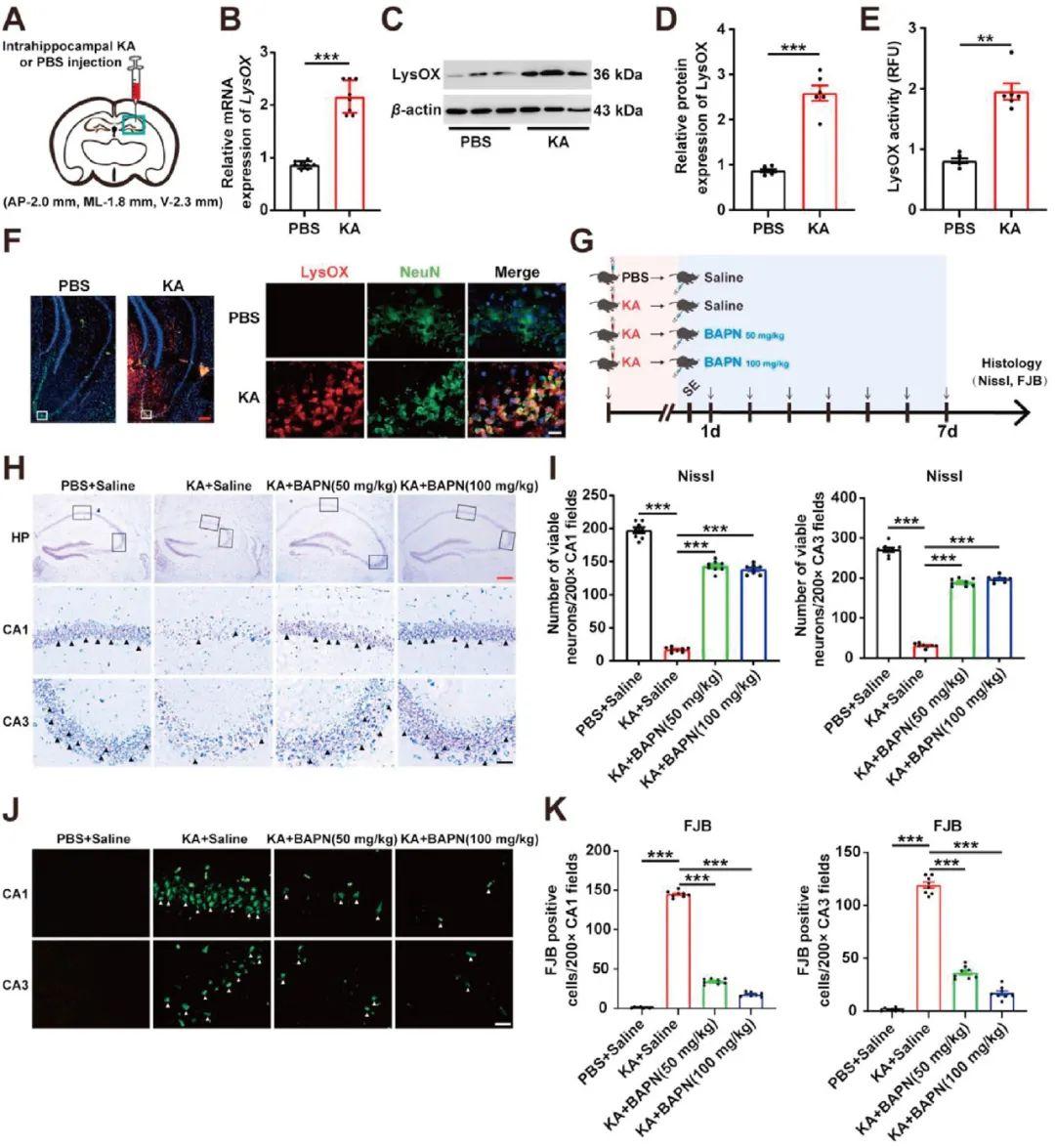 APSB | 湘雅毛小元/刘昭前·兰大金卫林教授等合作揭示铁死亡与癫痫脑损伤之间的分子机制 - 知乎
