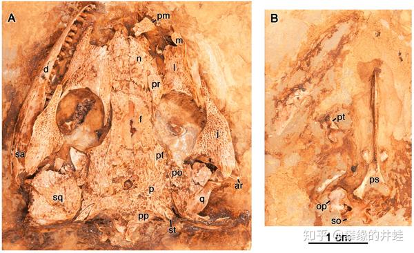 【地球演义】蛋，爪子，太阳穴和龙兽争霸 - 知乎