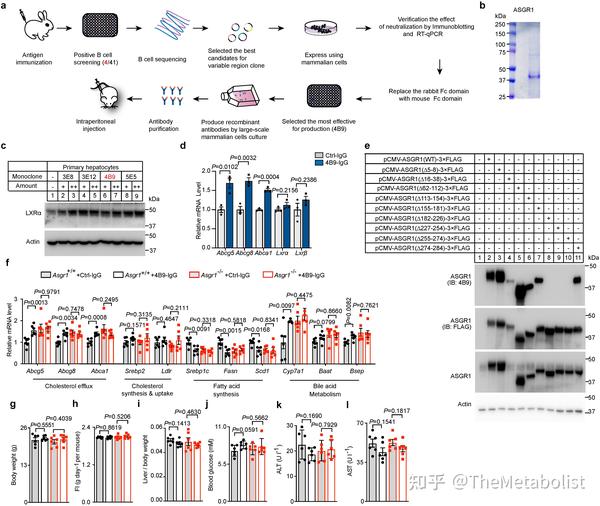 代谢学人--Nature: 驱逐胆固醇，Asgr1有奇效！ - 知乎