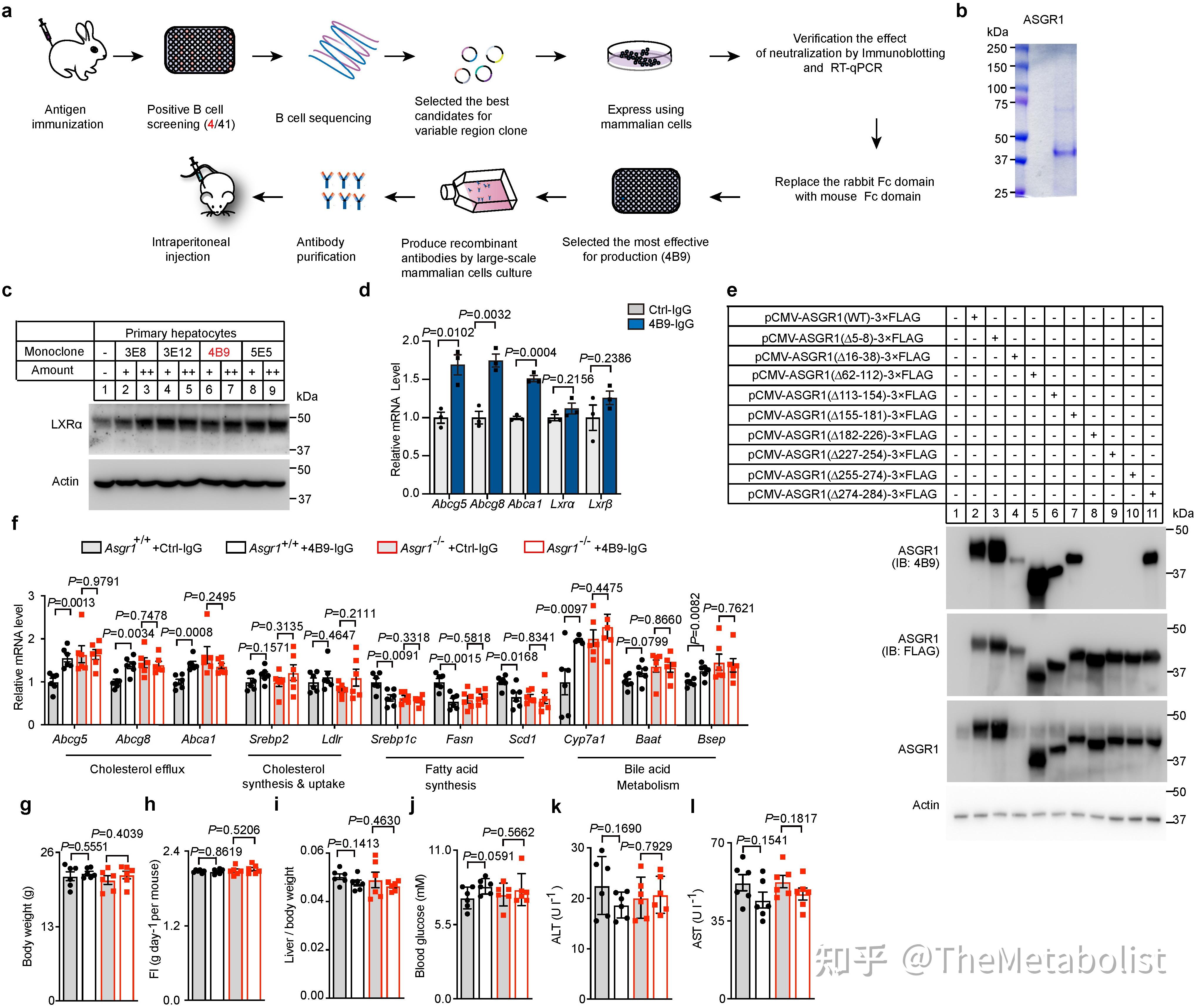 代谢学人--Nature: 驱逐胆固醇，Asgr1有奇效！ - 知乎