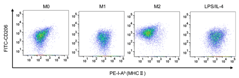 Front. Immunol丨用 LPS 和 IL-4 同时刺激诱导独特的巨噬细胞亚群 - 知乎